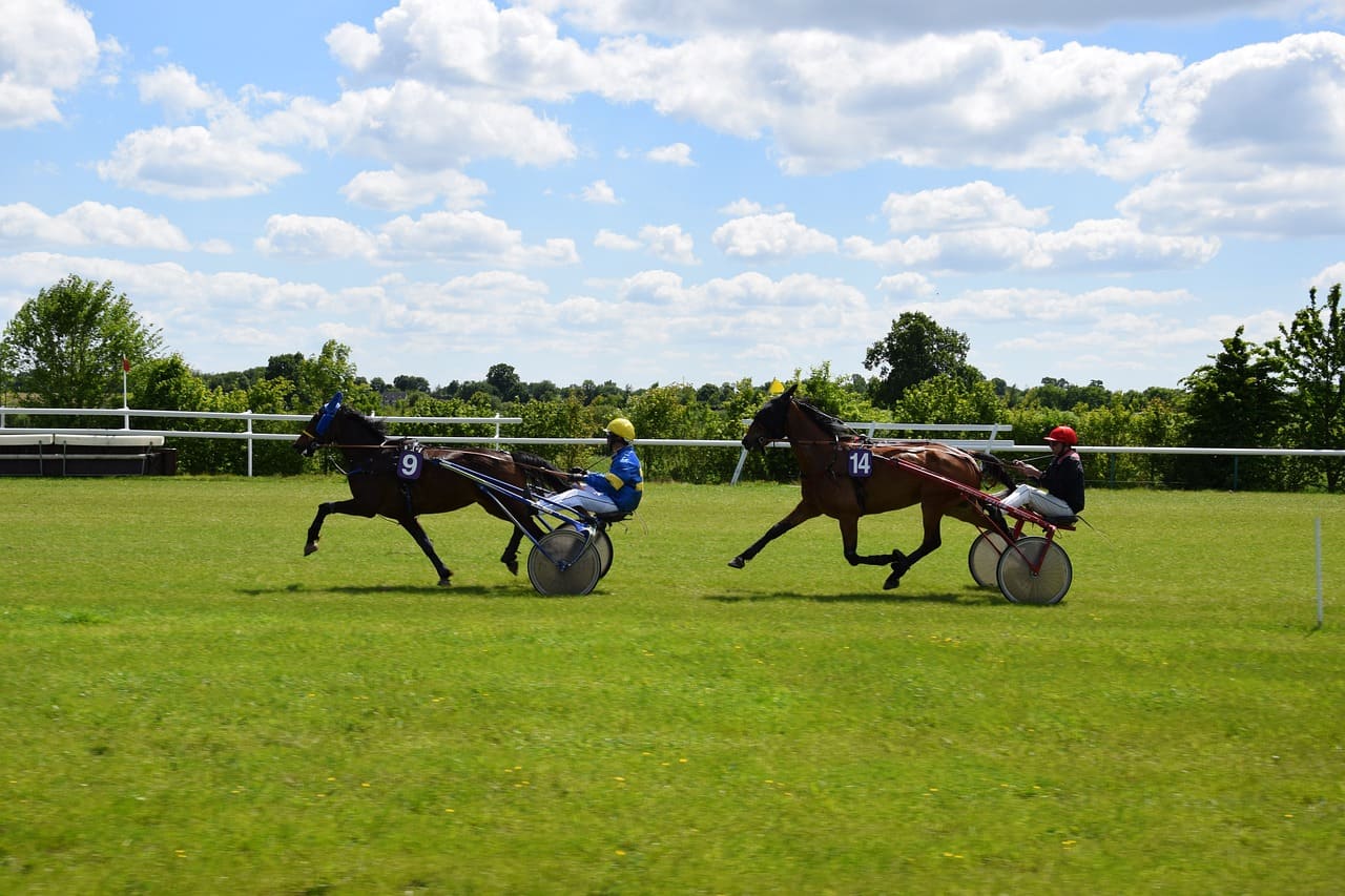 FFE SIF BO : Tout Savoir sur la Fédération Française d'Equitation